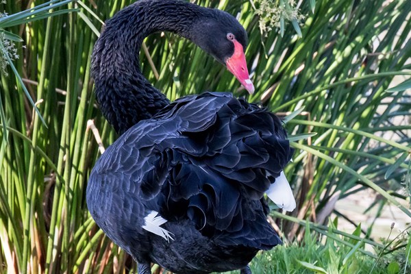 Purple-throated Carib by Peter Beesley - BirdGuides