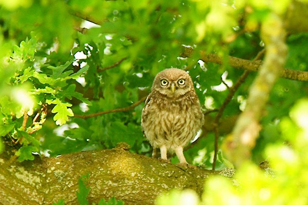 Little Owl by Simon Wantling - BirdGuides