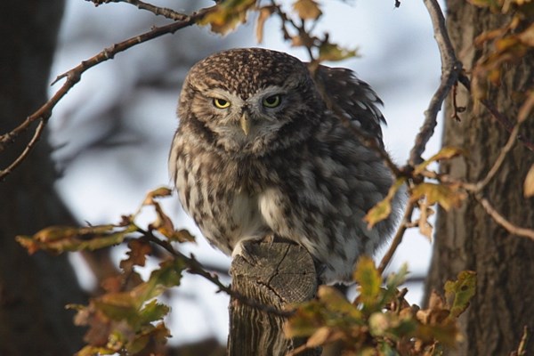 Little Owl by Simon Wantling - BirdGuides