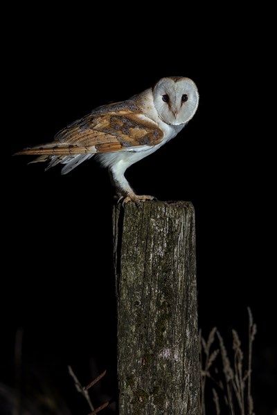 Little Owl by Simon Wantling - BirdGuides