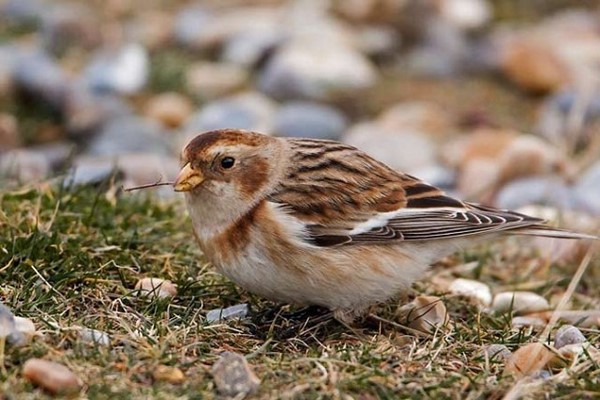 Purple-throated Carib by Peter Beesley - BirdGuides