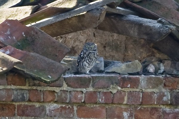 Little Owl by Simon Wantling - BirdGuides