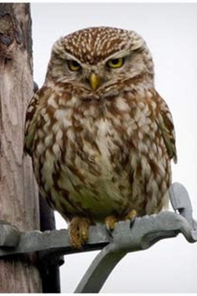 Little Owl by Simon Wantling - BirdGuides