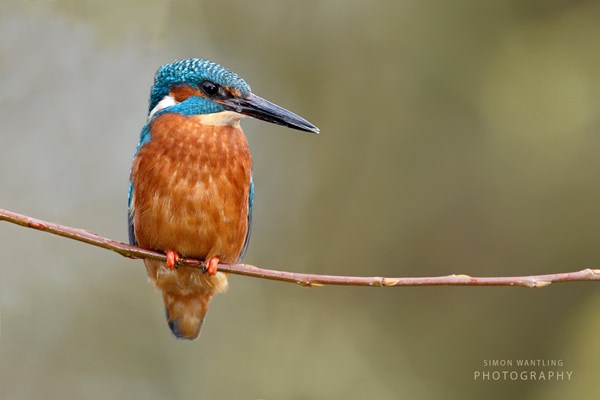Little Owl by Simon Wantling - BirdGuides