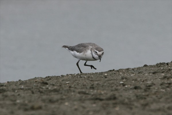 Wrybill by Richard Bonser - BirdGuides