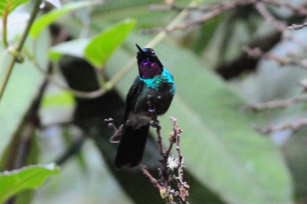 Dusky Starfrontlet (Coeligena orina) - Birds - BirdGuides