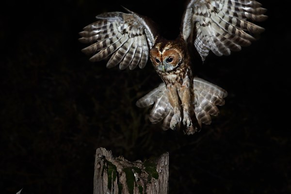 Little Owl by Simon Wantling - BirdGuides