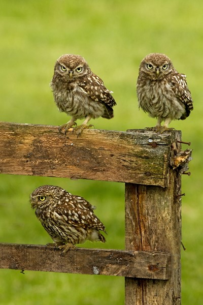 Little Owl by Simon Wantling - BirdGuides