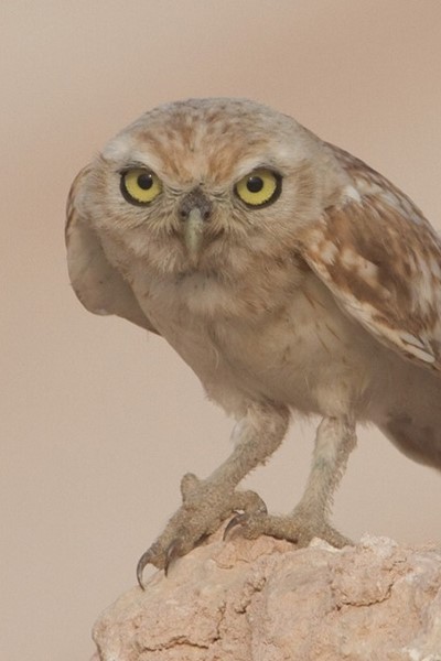 Little Owl by Simon Wantling - BirdGuides