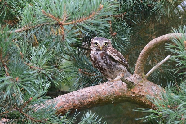 Little Owl by Simon Wantling - BirdGuides