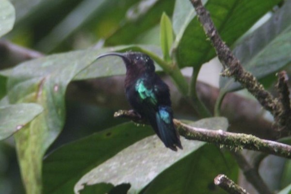 Purple-throated Carib by Peter Beesley - BirdGuides