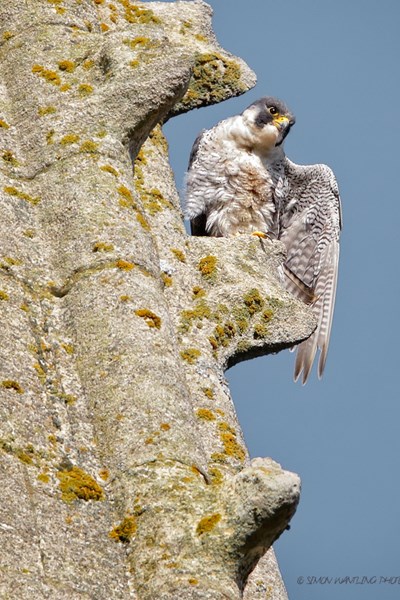Little Owl by Simon Wantling - BirdGuides