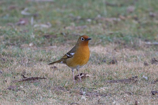 Abyssinian Ground Thrush (Geokichla piaggiae) - Birds - BirdGuides