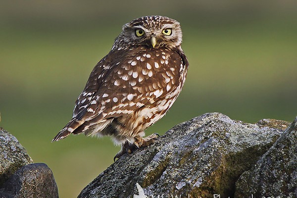 Little Owl by Simon Wantling - BirdGuides
