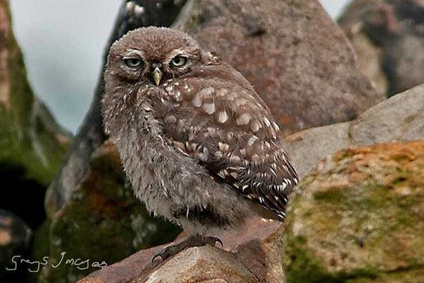 Little Owl by Simon Wantling - BirdGuides