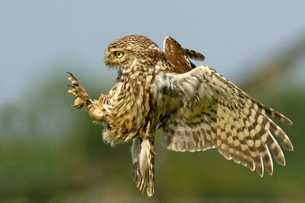 Little Owl by Simon Wantling - BirdGuides