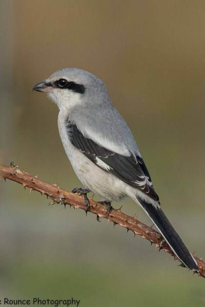 Black-bellied Dipper by David Rounce - BirdGuides