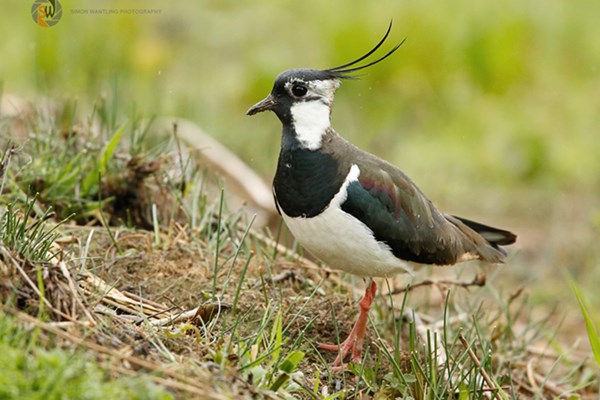 Little Owl by Simon Wantling - BirdGuides