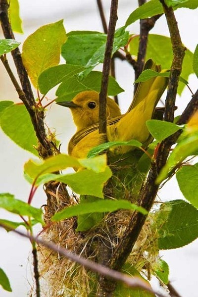 Purple-throated Carib by Peter Beesley - BirdGuides