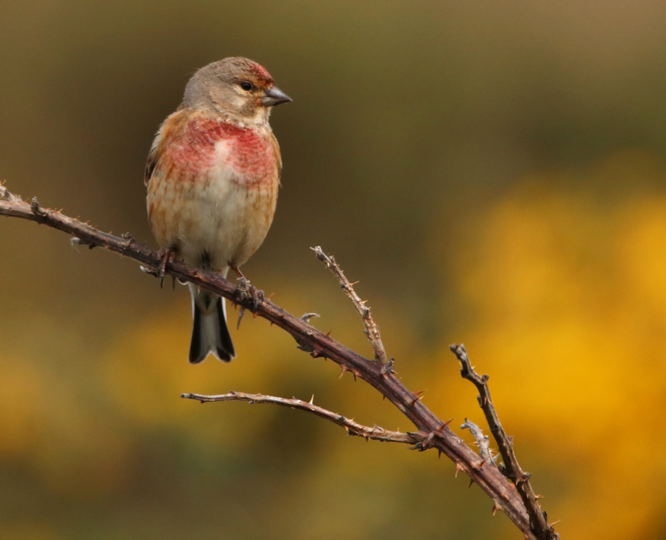 Common Linnet by Tate Lloyd - BirdGuides