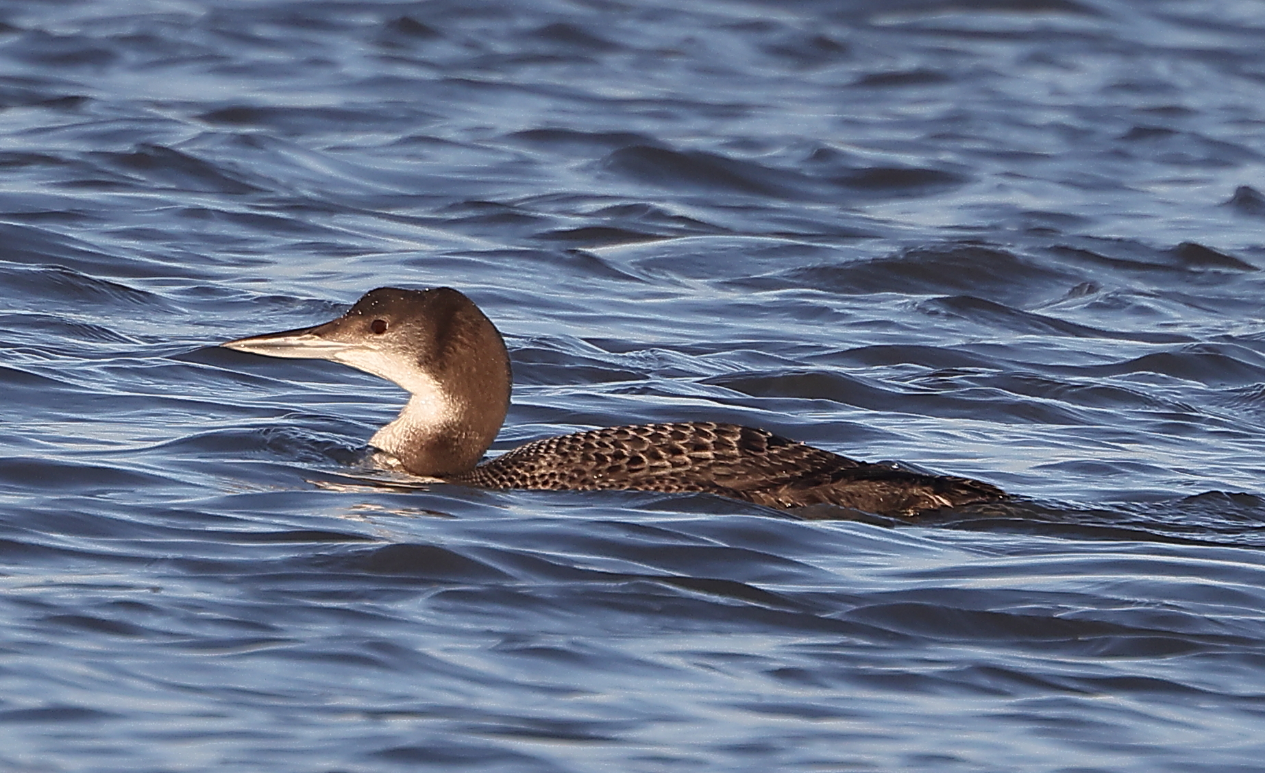 Great Northern Diver by Glyn Bowman - BirdGuides