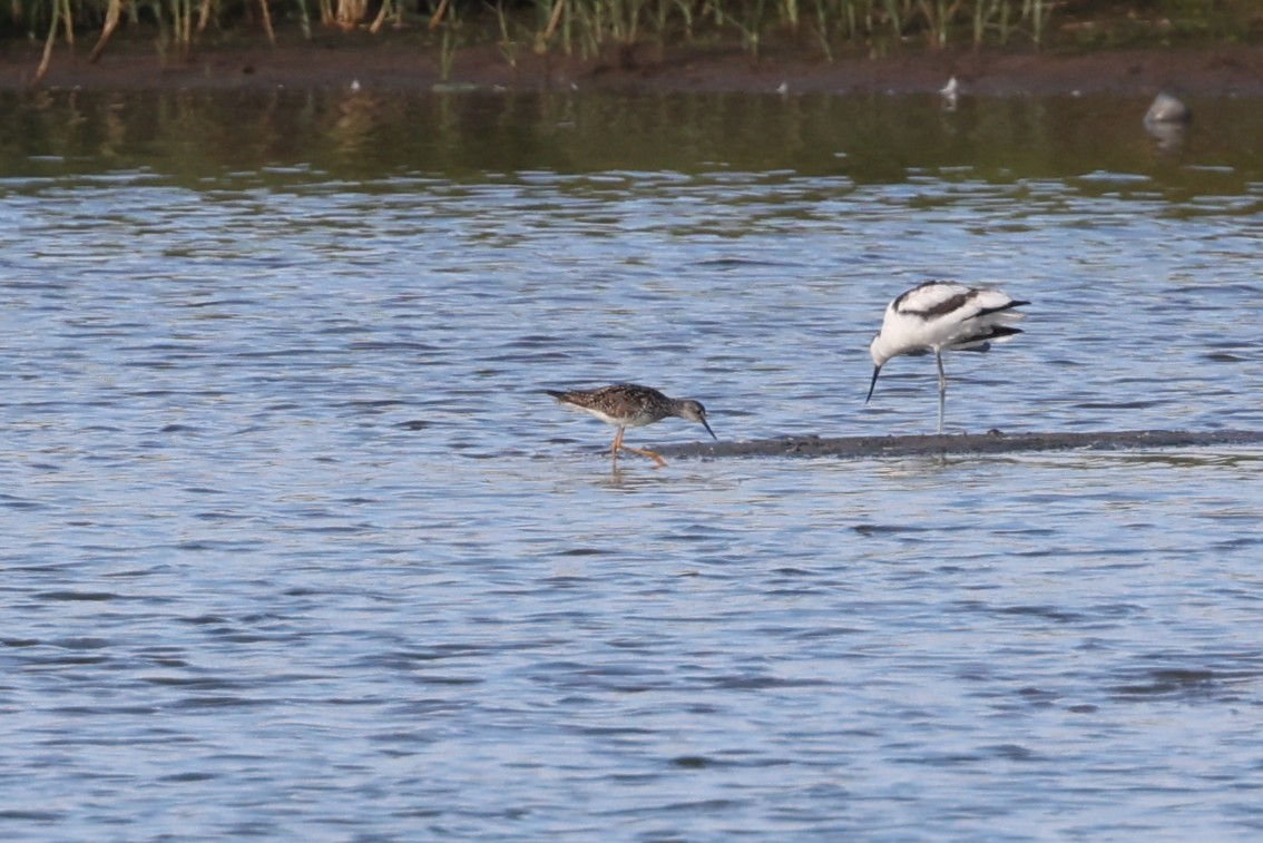 Lesser Yellowlegs by Mark Fallon - BirdGuides