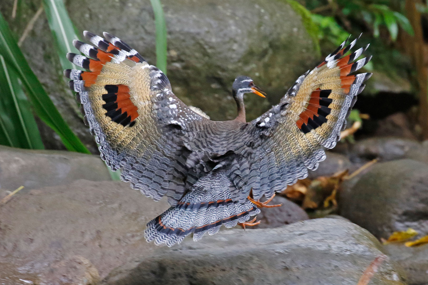 Details : Sunbittern - BirdGuides