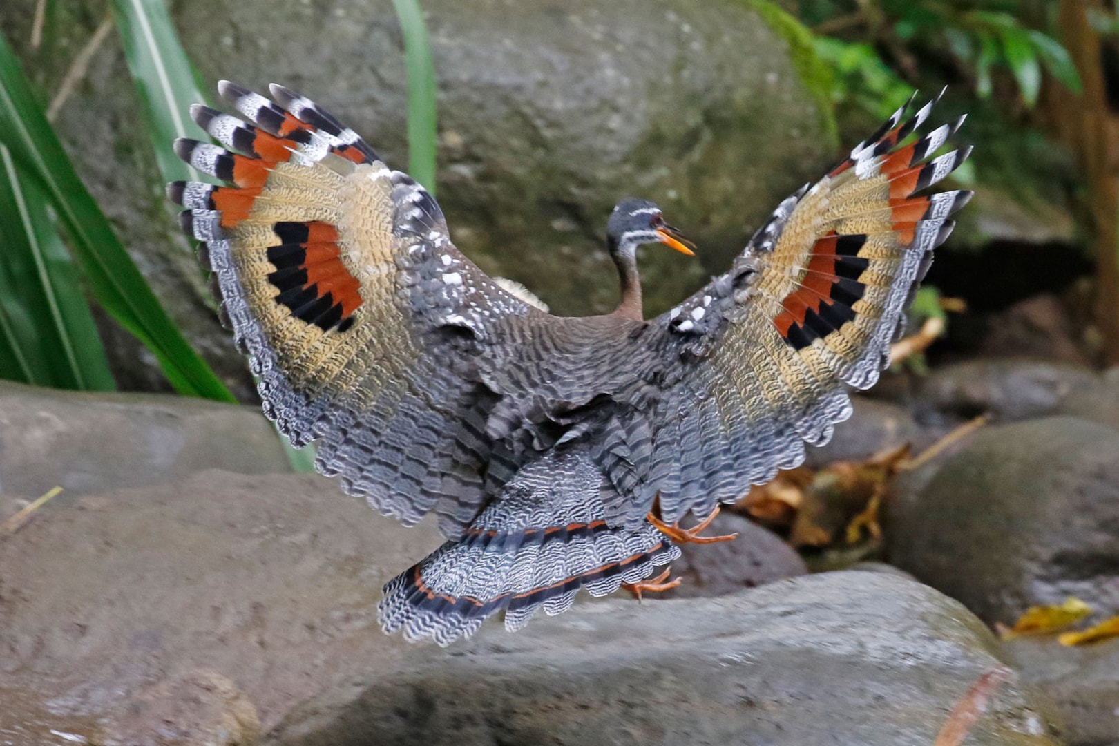 Sunbittern by Chris Rose - BirdGuides