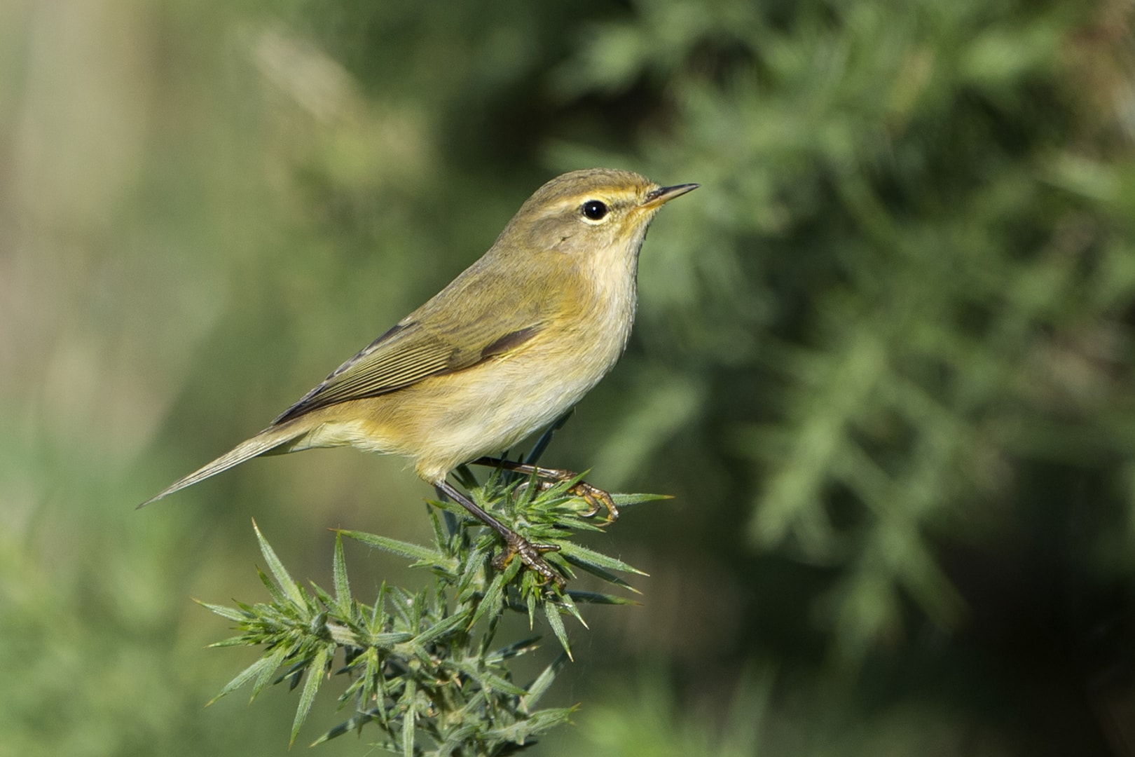 Common Chiffchaff by James Sellen - BirdGuides