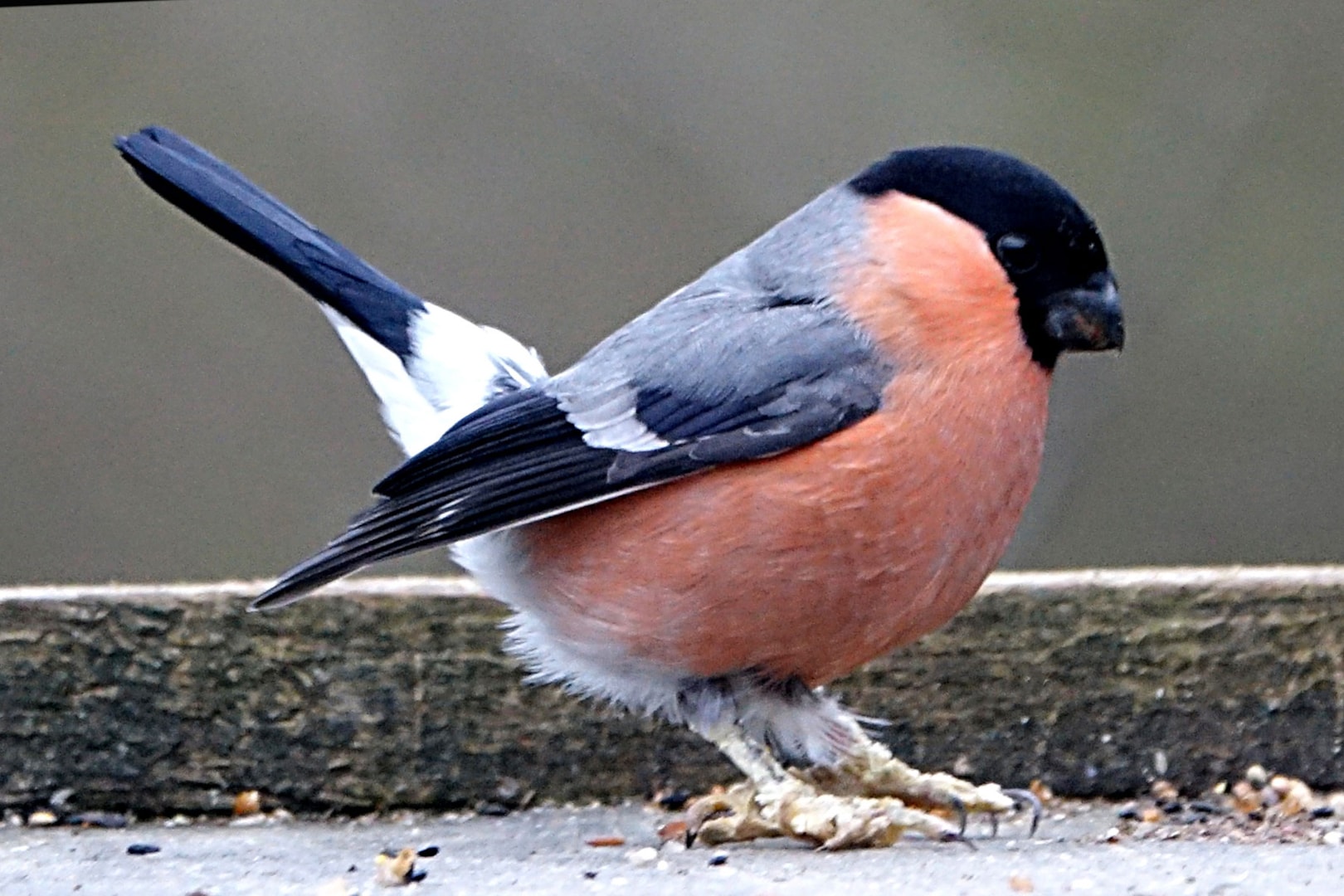 Eurasian Bullfinch by Fausto Riccioni - BirdGuides