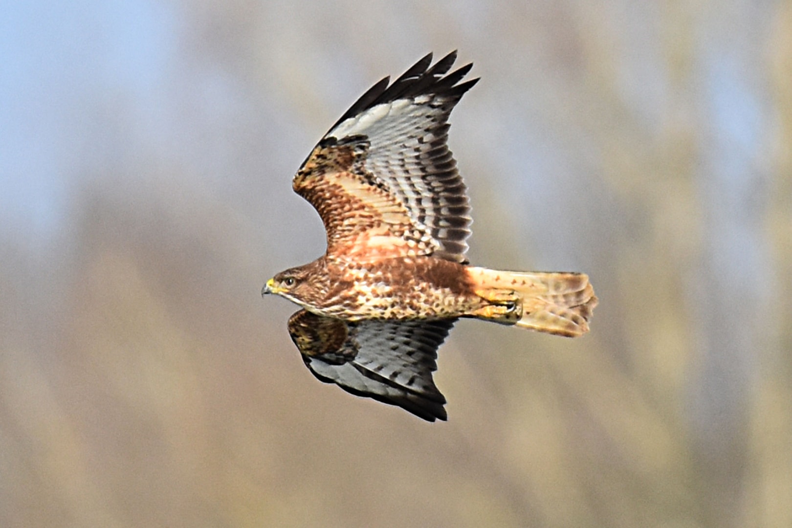 Common Buzzard by Fausto Riccioni - BirdGuides
