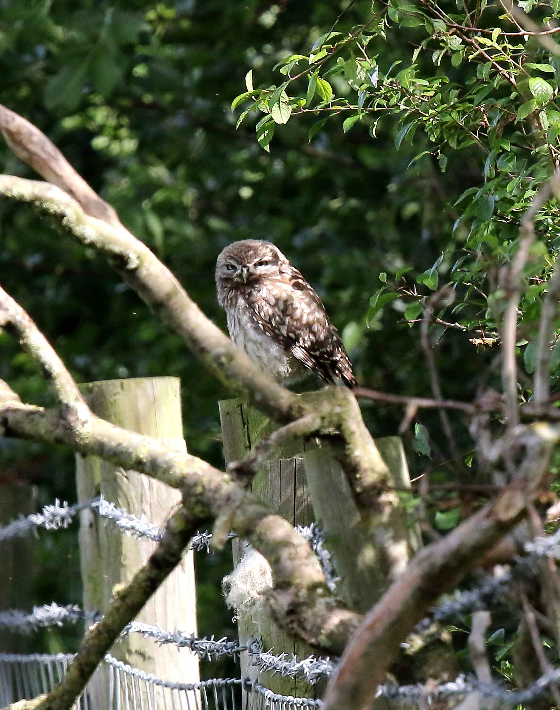 Birdwatching Sites in North Yorkshire - BirdGuides