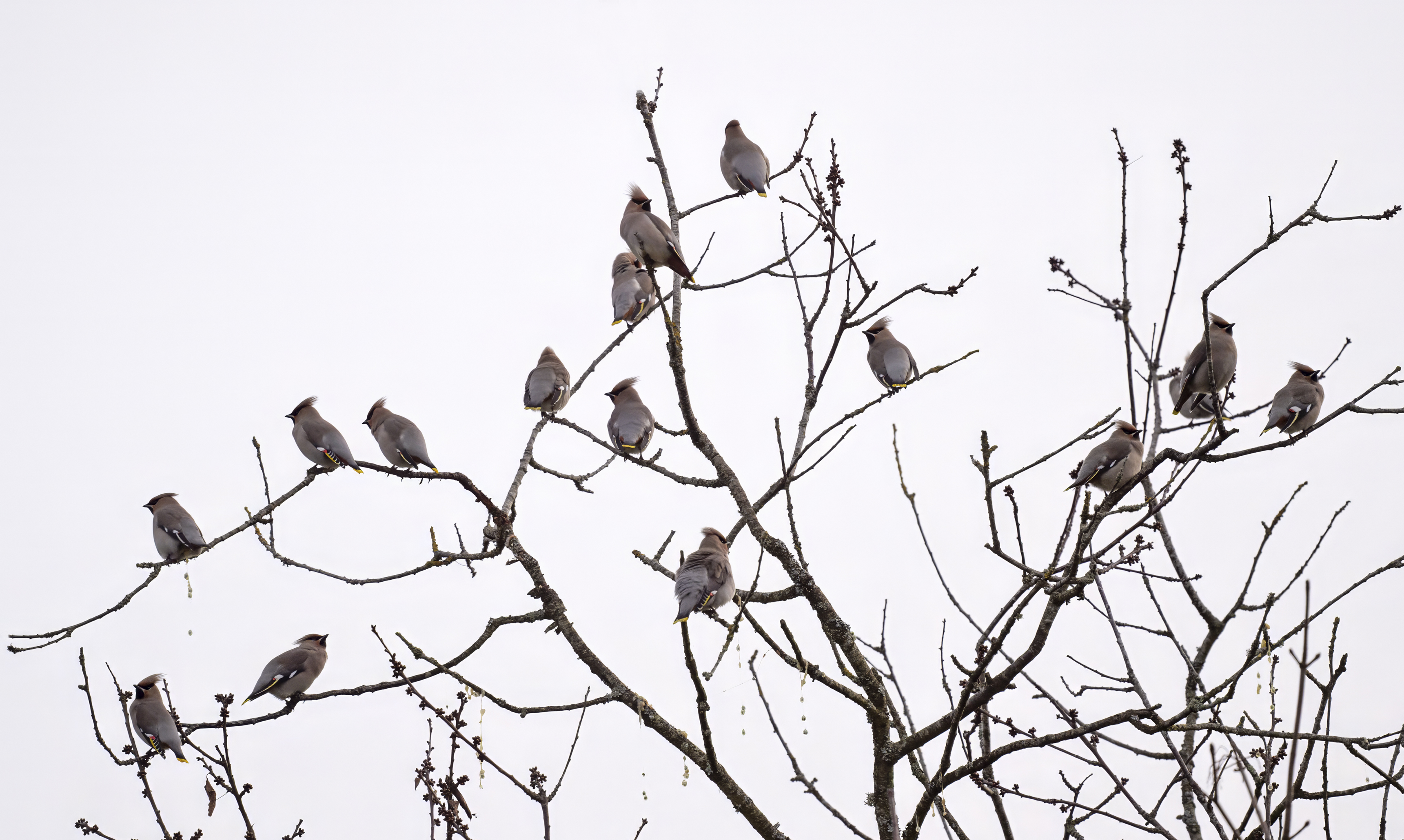 Waxwing by James Sellen - BirdGuides