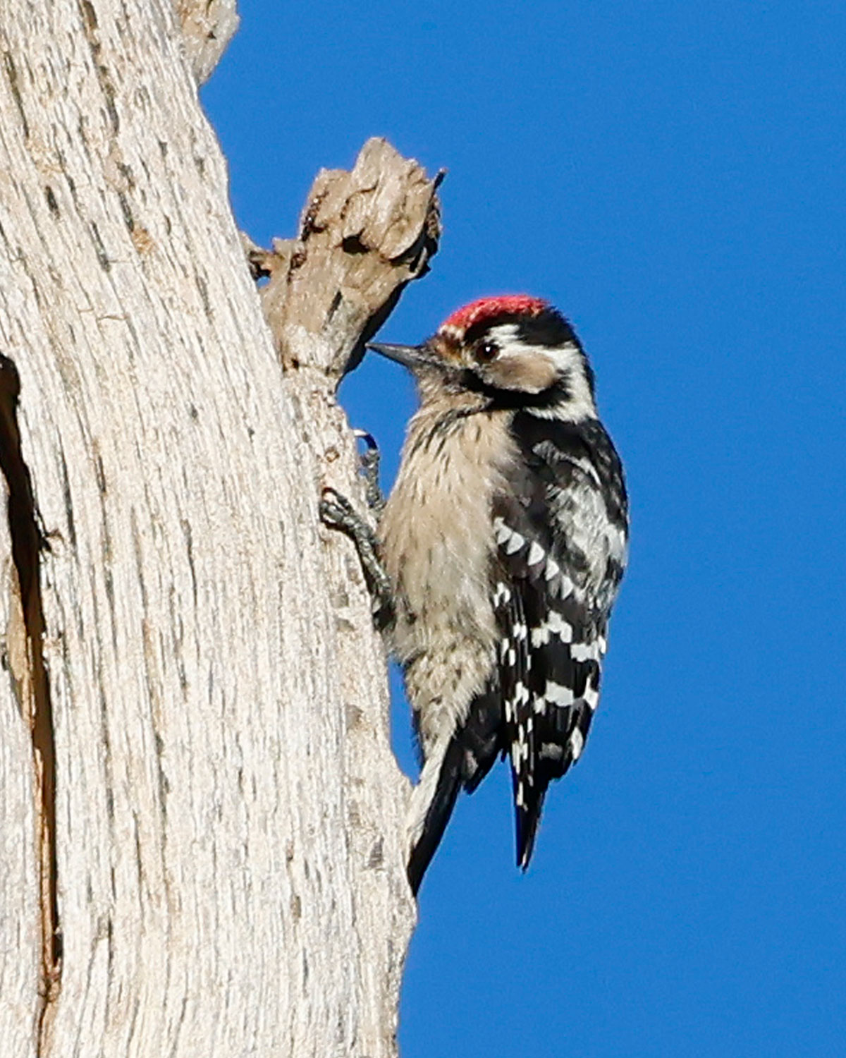 Lesser Spotted Woodpecker by Chris Rose - BirdGuides