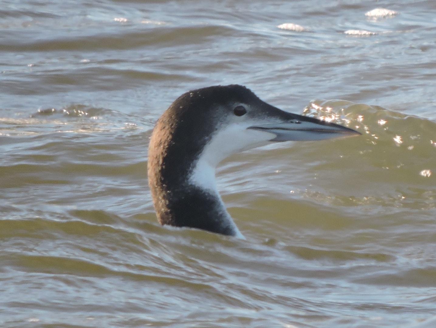 Great Northern Diver by Bill Plumb - BirdGuides