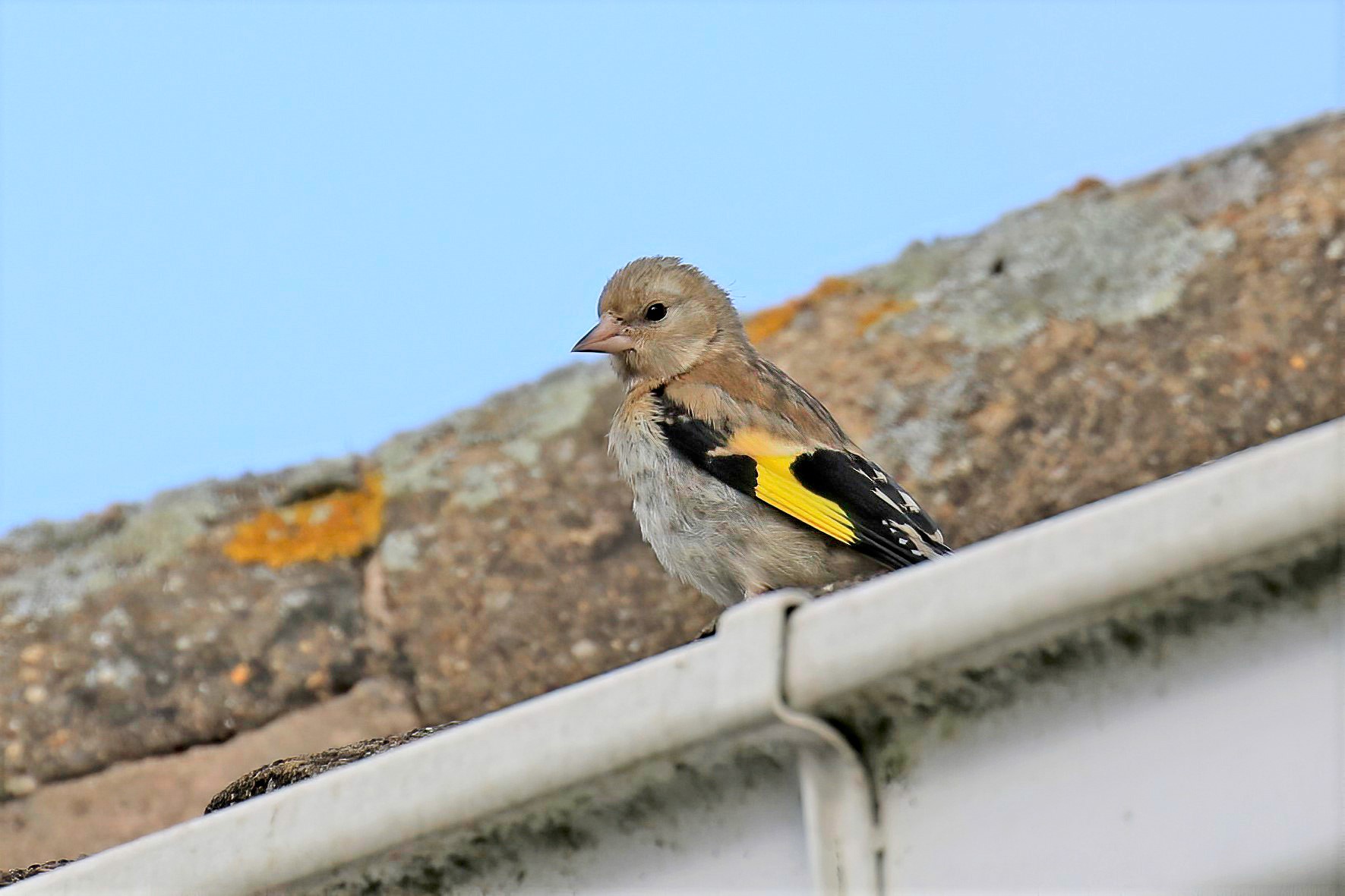 Birdwatching Sites in South Yorkshire - BirdGuides