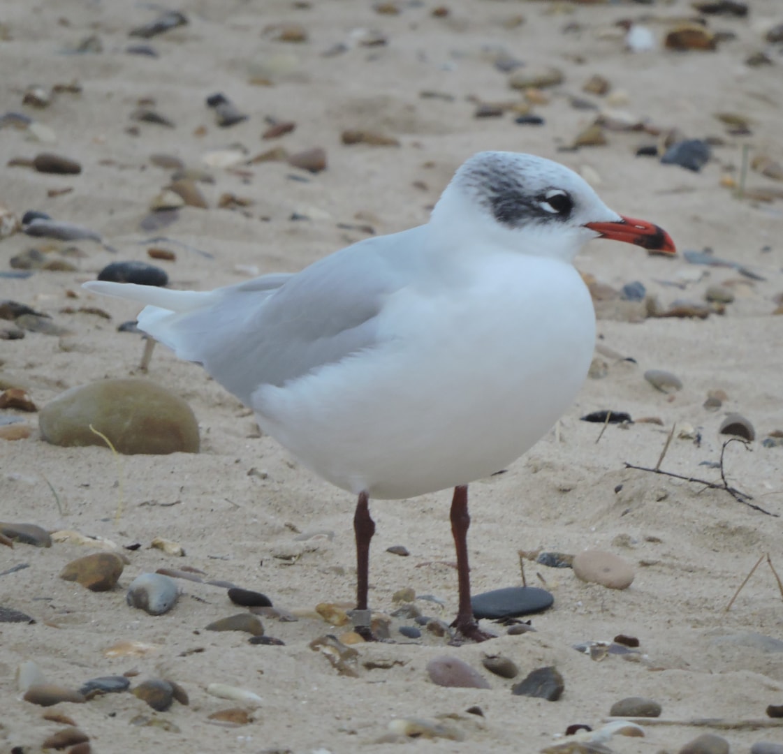 Mediterranean Gull by Bill Plumb - BirdGuides
