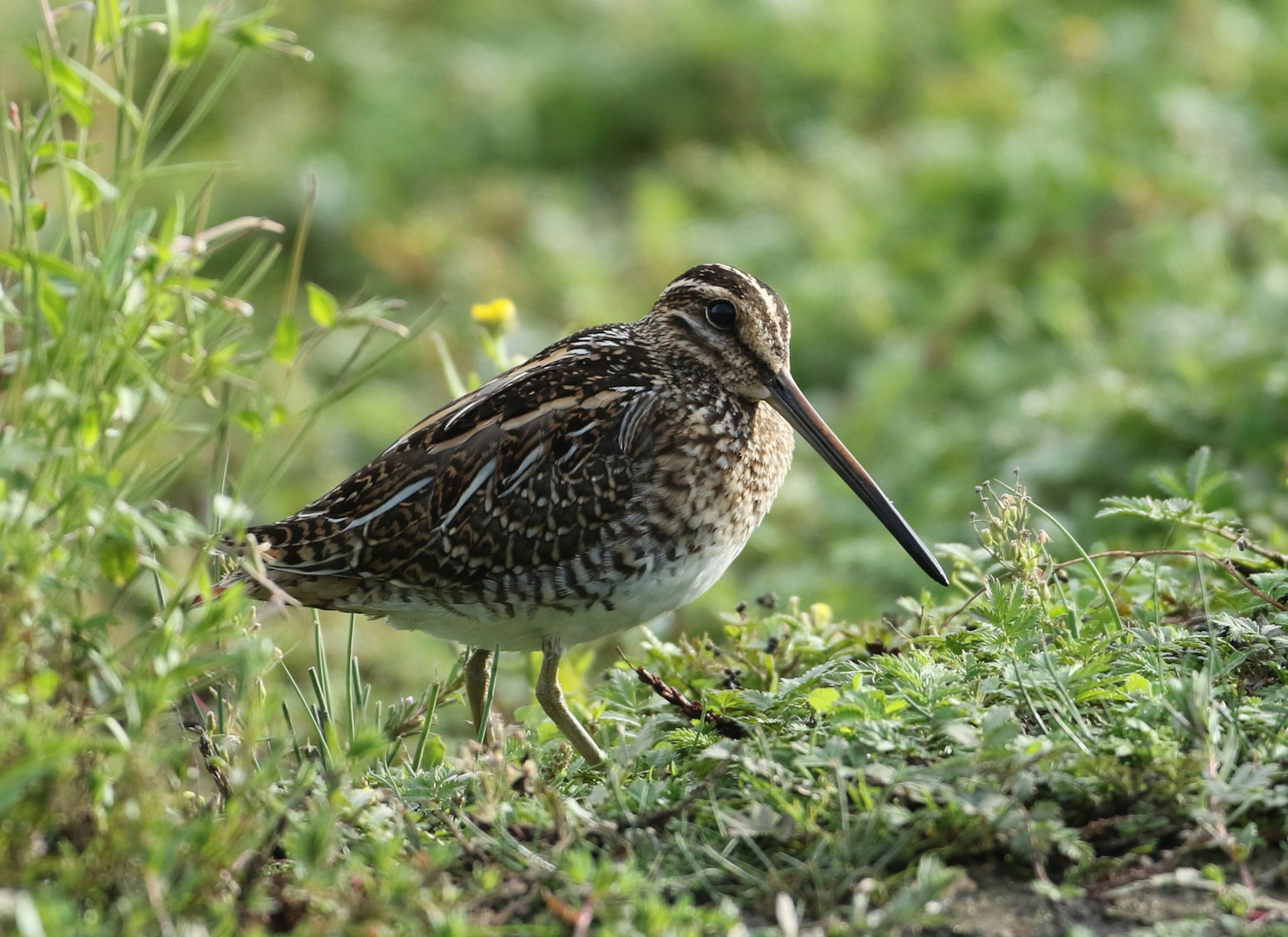 Common Snipe by Jon Mercer - BirdGuides