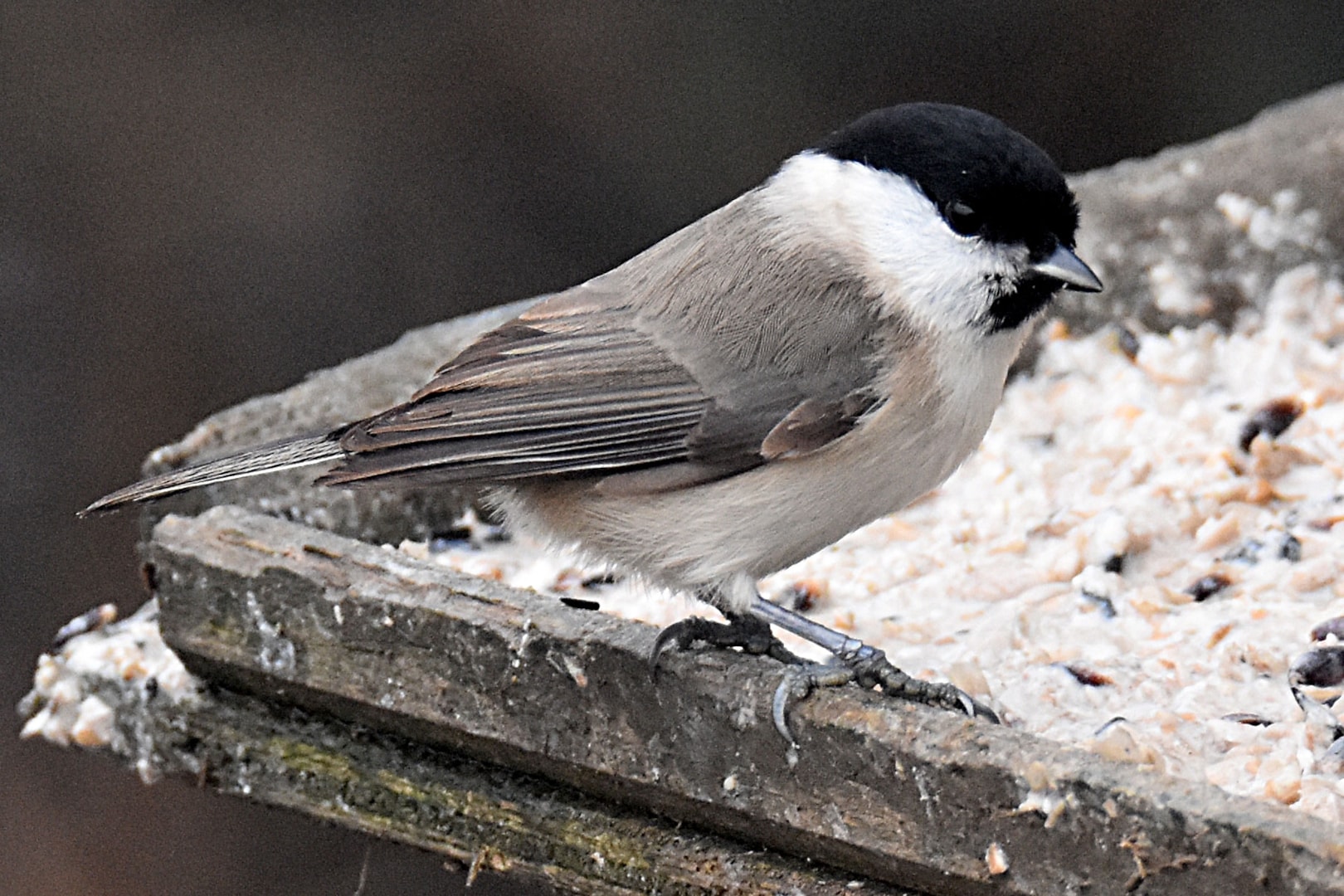 Willow Tit by Fausto Riccioni - BirdGuides