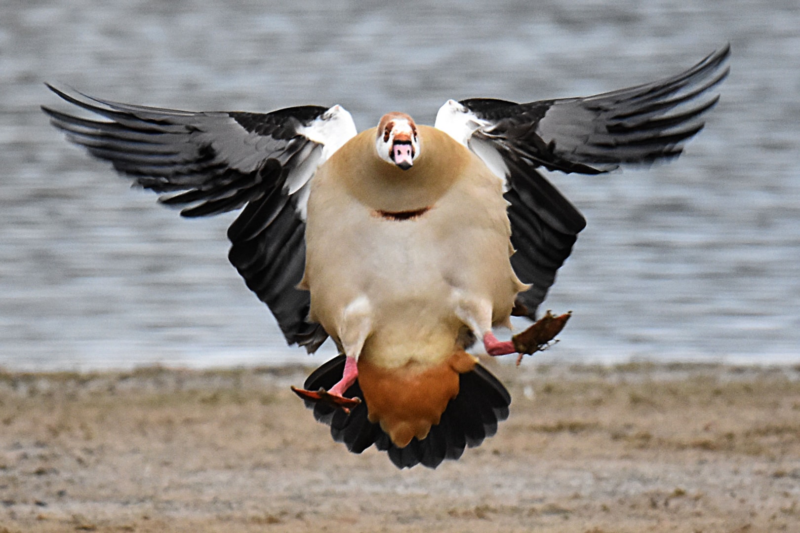 Egyptian Goose by Fausto Riccioni - BirdGuides