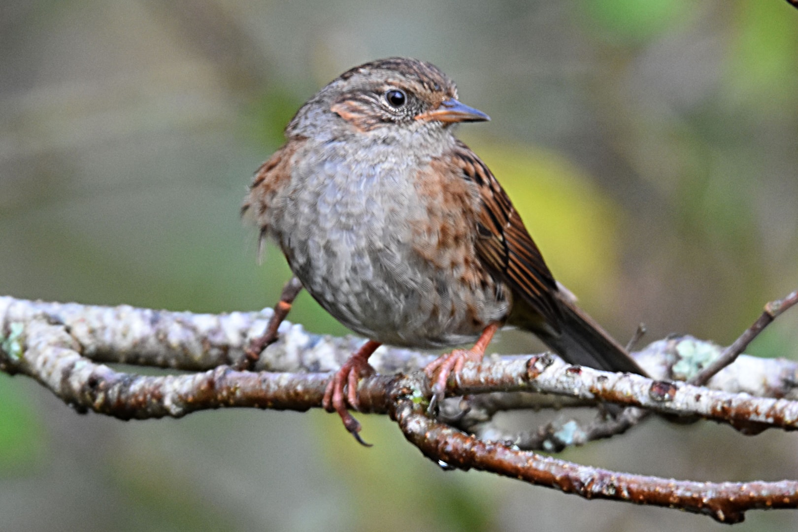 Dunnock by Fausto Riccioni - BirdGuides