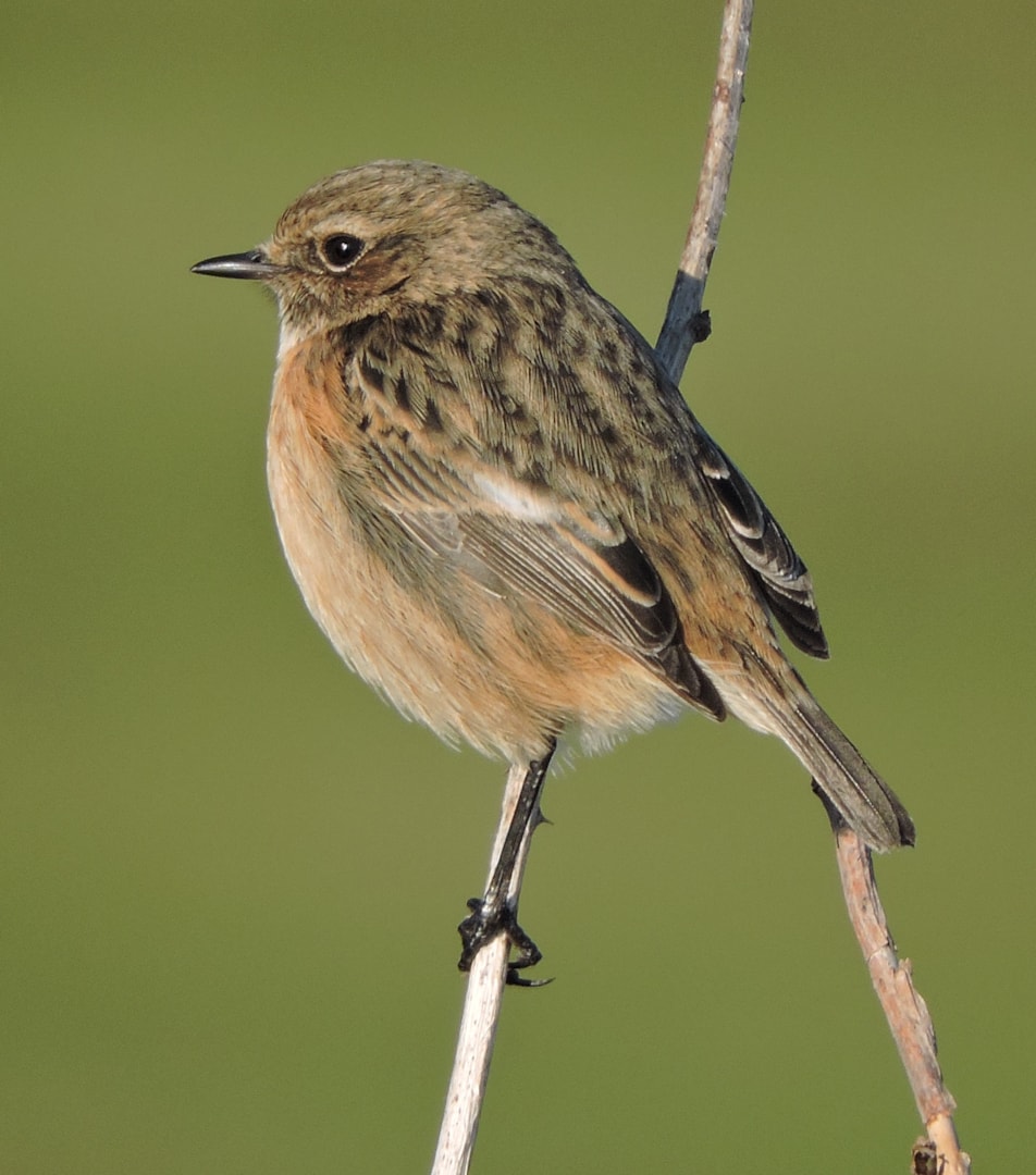 European Stonechat by Bill Plumb - BirdGuides