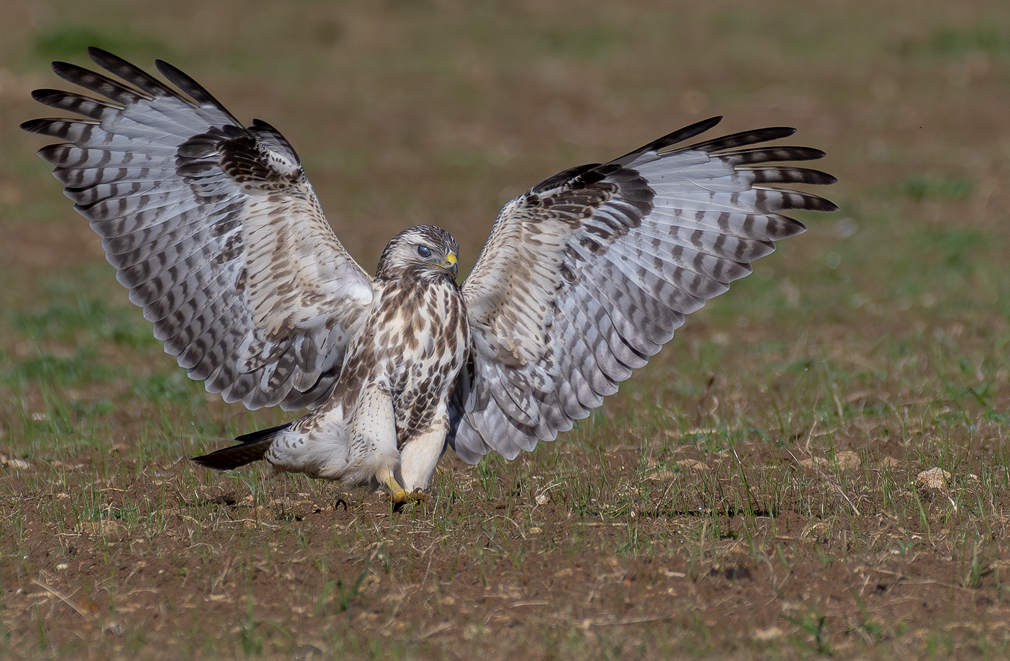 Common Buzzard by Richard Venn - BirdGuides