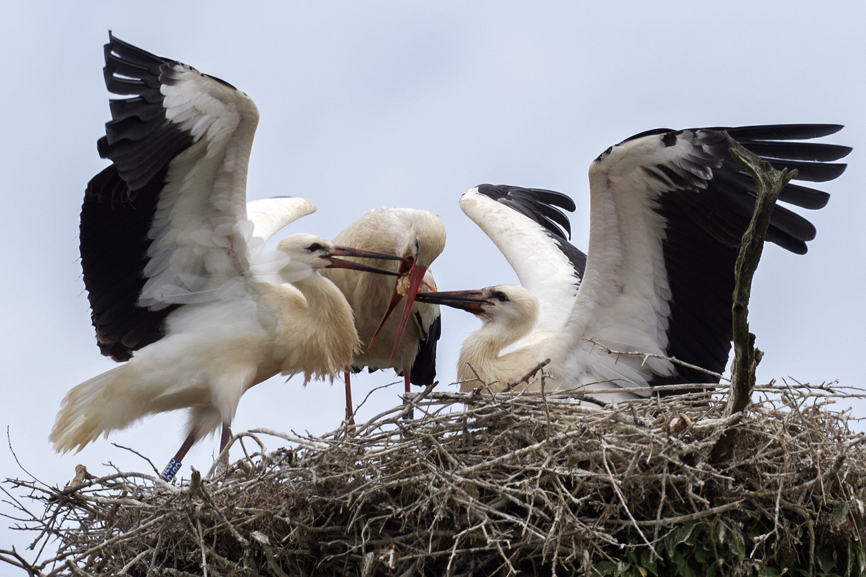 Knepp White Storks migrate to Morocco and back - BirdGuides