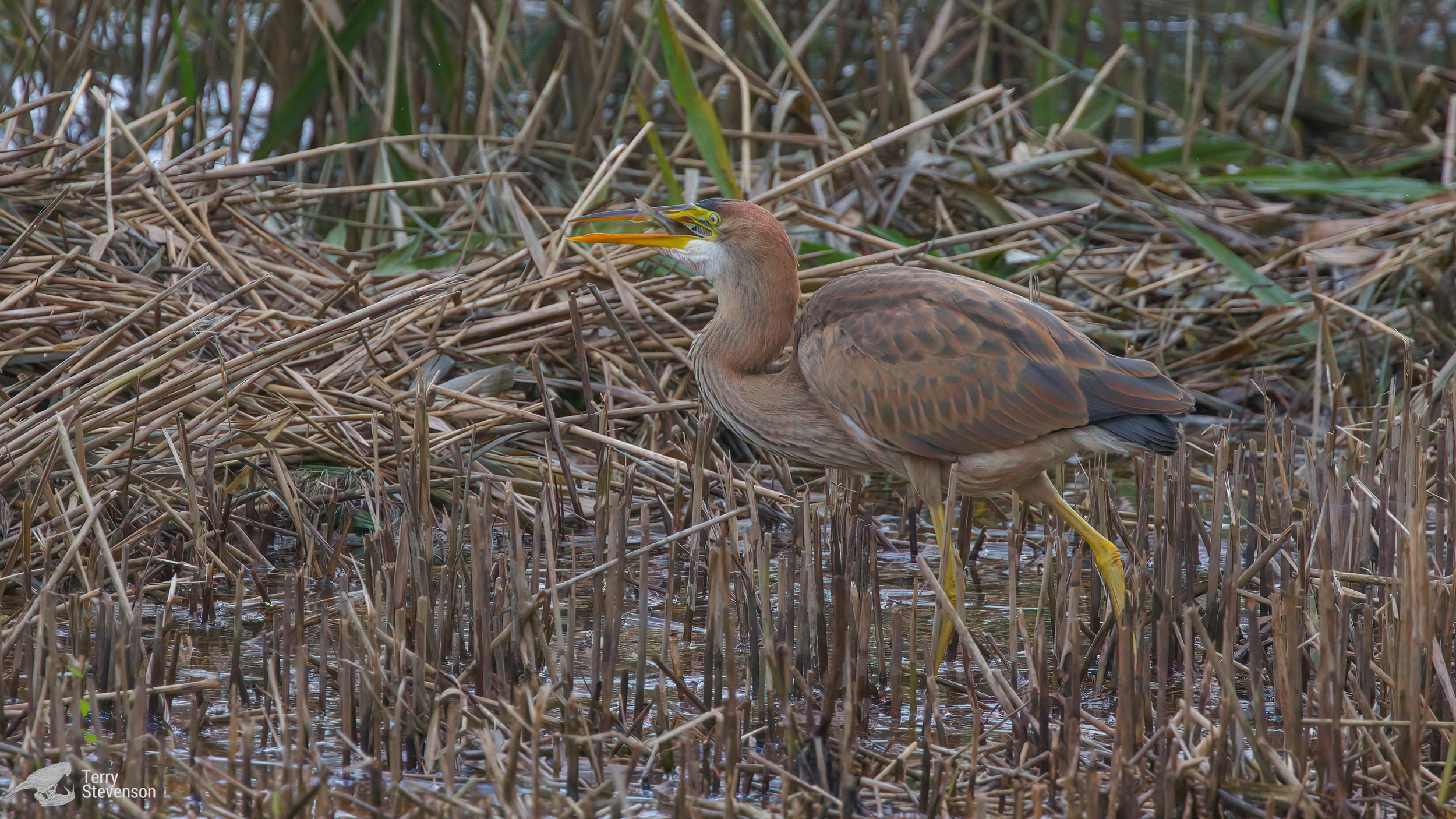 Purple Heron by Terry Stevenson - BirdGuides