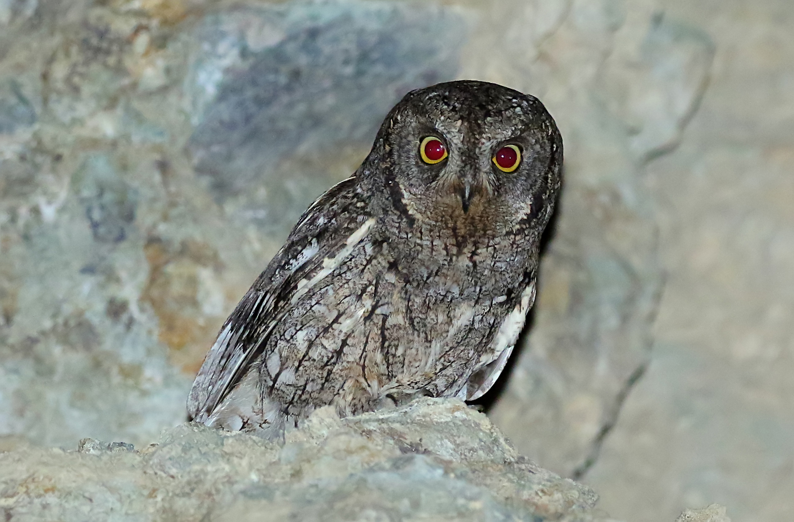 Cyprus Scops Owl by Jaz Hughes - BirdGuides