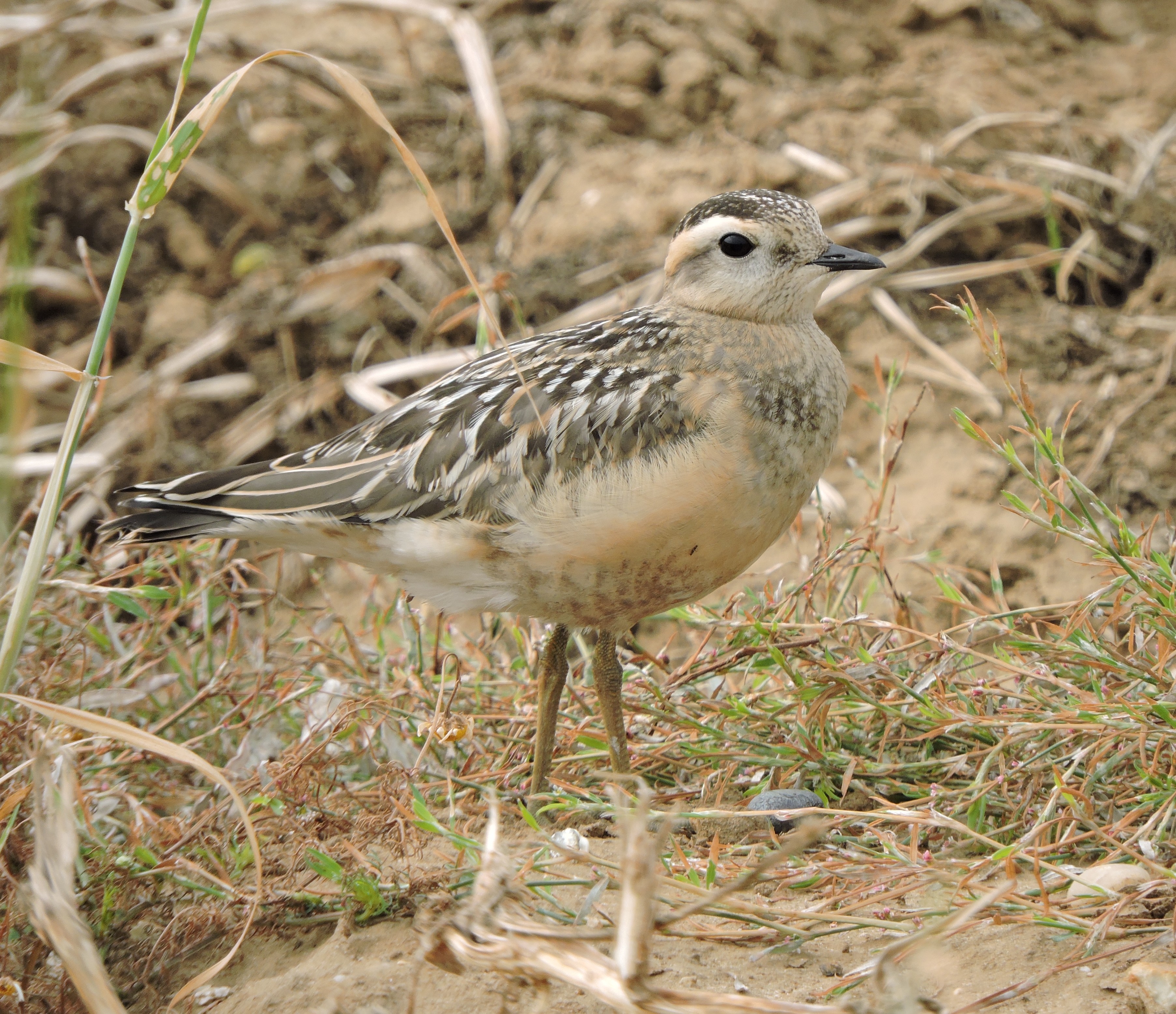Eurasian Dotterel by Bill Plumb - BirdGuides