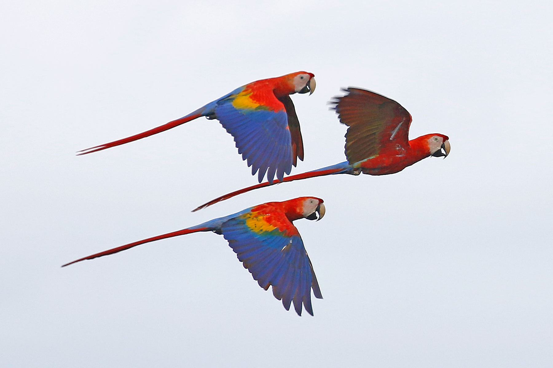 Details : Scarlet Macaw - BirdGuides