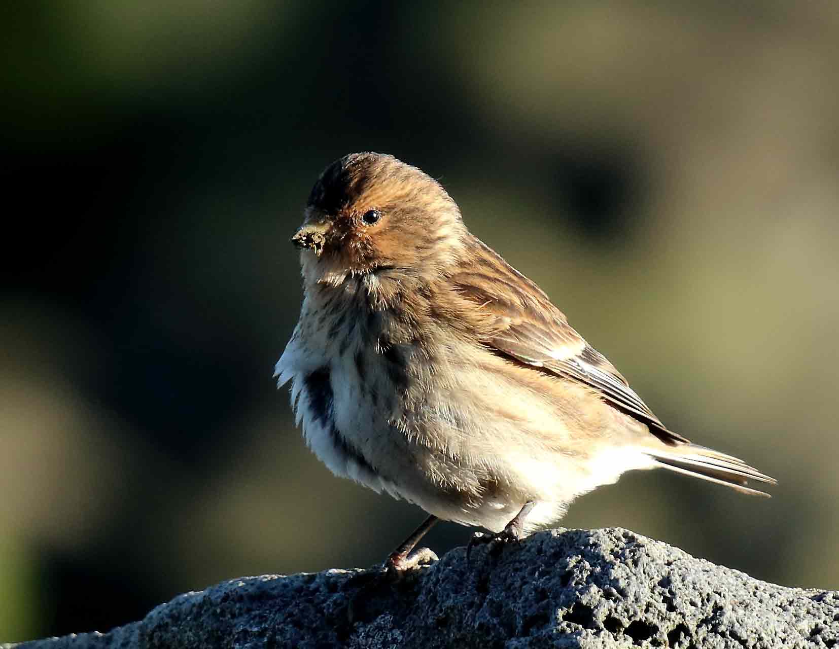 Twite by Chris Downes - BirdGuides