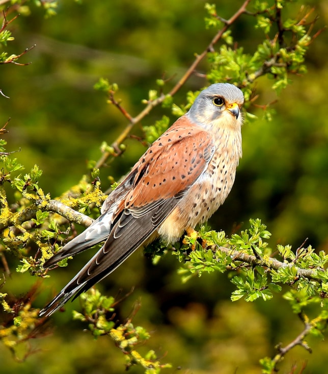 Common Kestrel by Chris Downes - BirdGuides